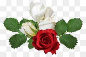 [ Img] - White Roses No Background - Free Transparent PNG Clipart ...